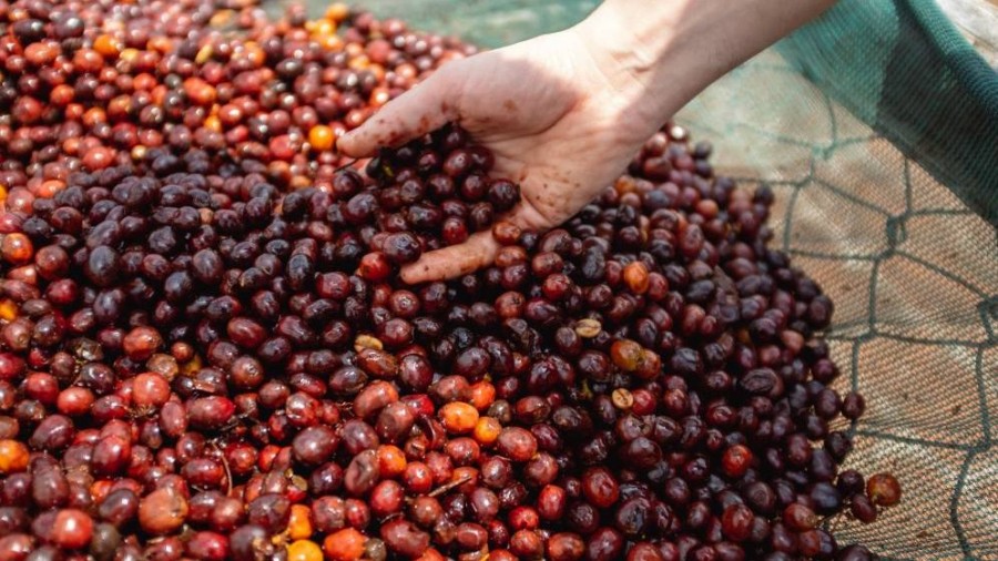 Conoce los diferentes procesos del café y su resultado en taza Consumidora
